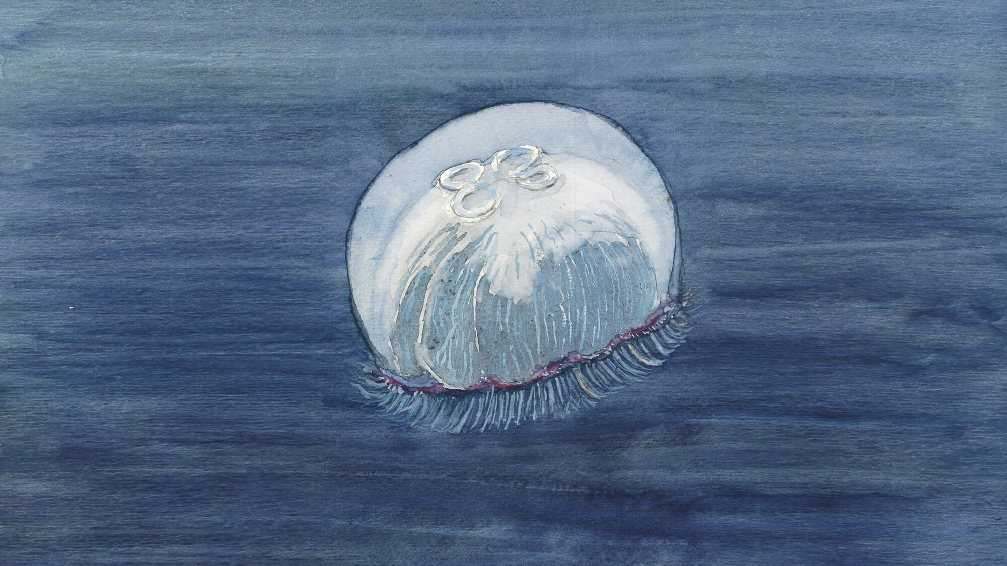 Moon Jellyfish (aurelia) | Croucher Foundation